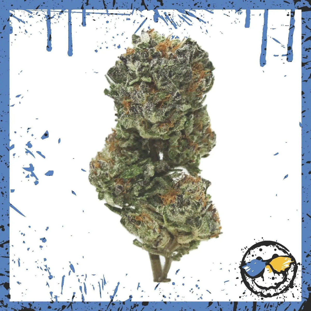 Sunset Sherbet Strain - AAA Greenhouse Bud – Amazol.biz